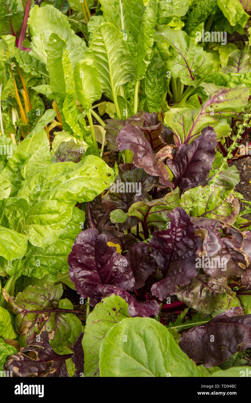 Swiss chard fordhook giant hi-res stock photography and images - Alamy