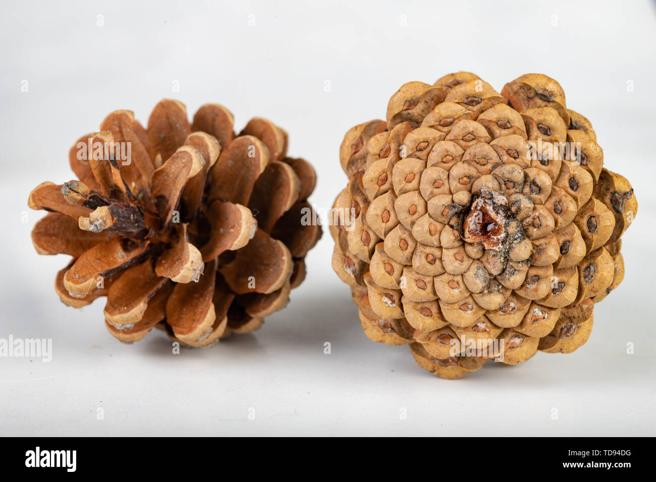 Black pine cone - Pinus nigra Arn. Cones that fell to the ground from a ...