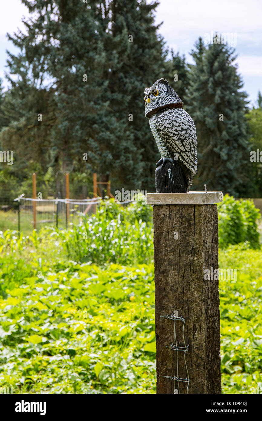 Owl statue hi-res stock photography and images - Alamy
