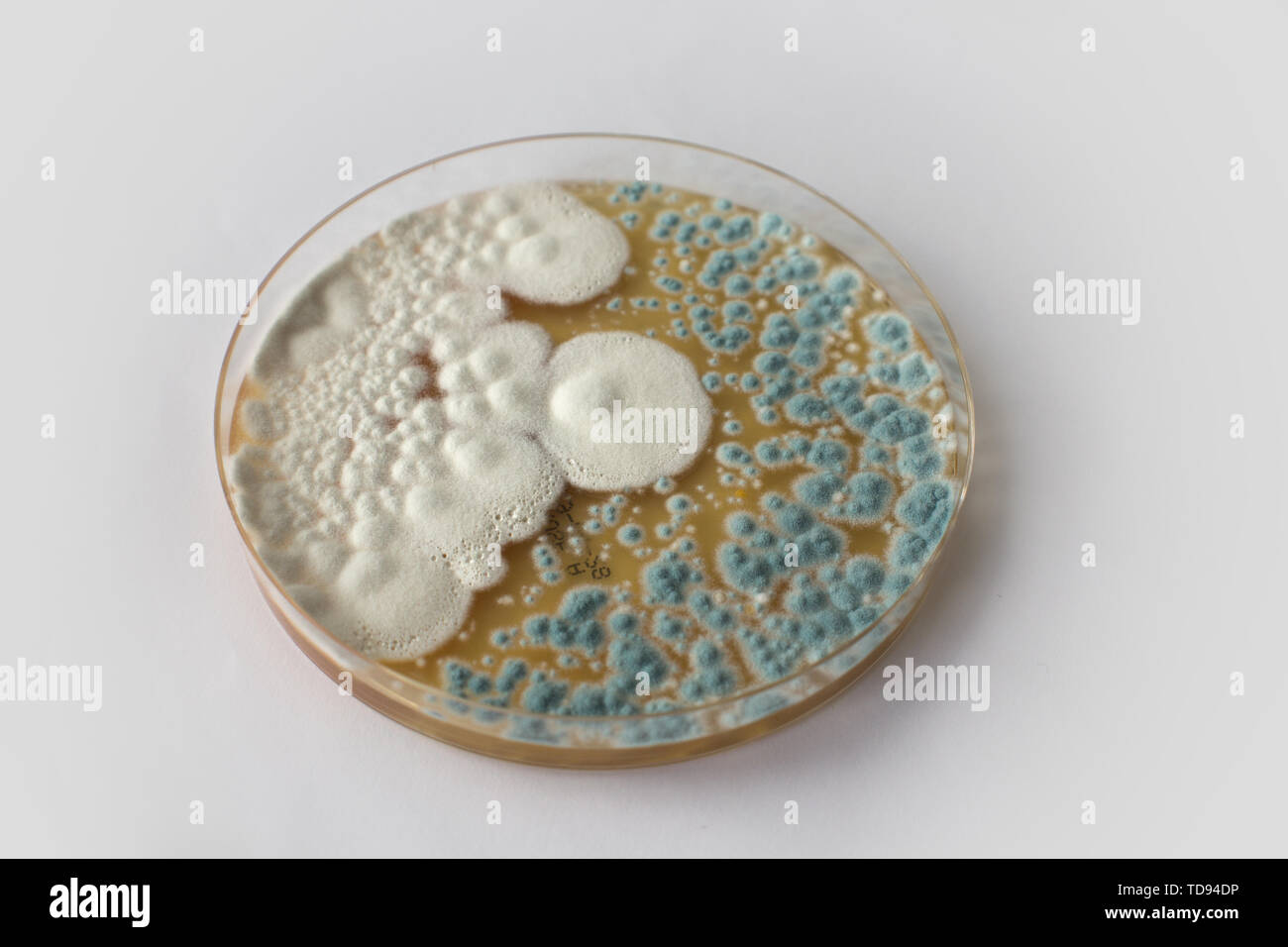 mould fungus test kit Stock Photo - Alamy