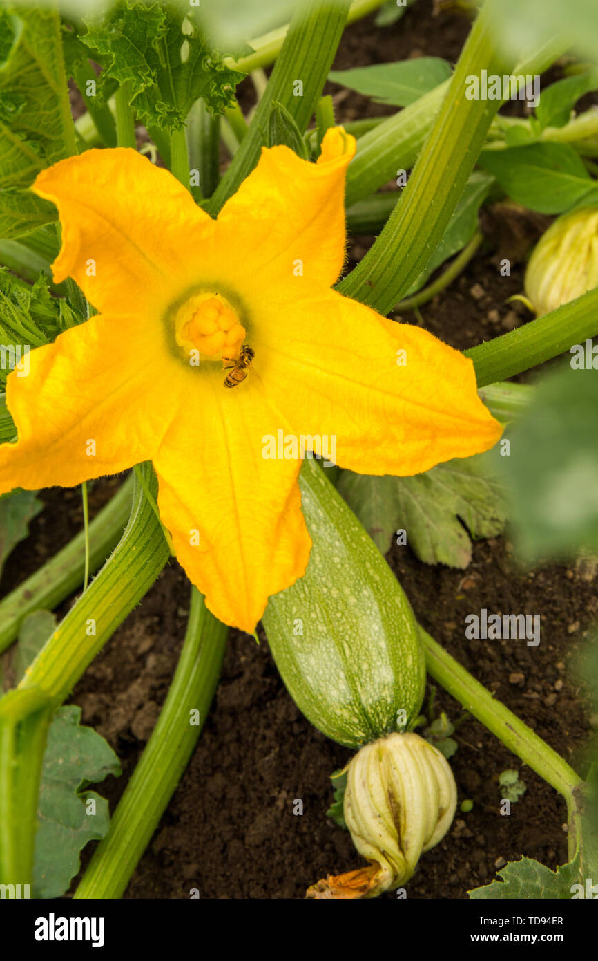 Grey Zucchini growing in a garden in Maple Valley, Washington, USA ...