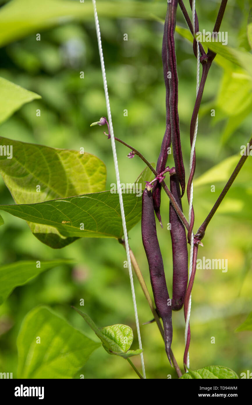 Pole beans hi-res stock photography and images - Alamy