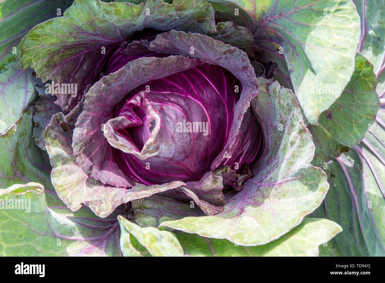 Kalibos cabbage hi-res stock photography and images - Alamy