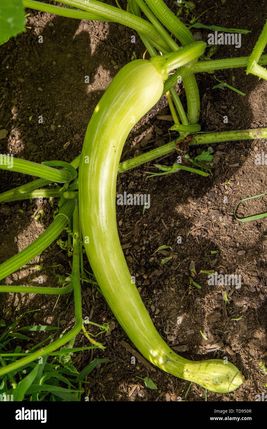 Zucchino rampicante squash hi-res stock photography and images - Alamy