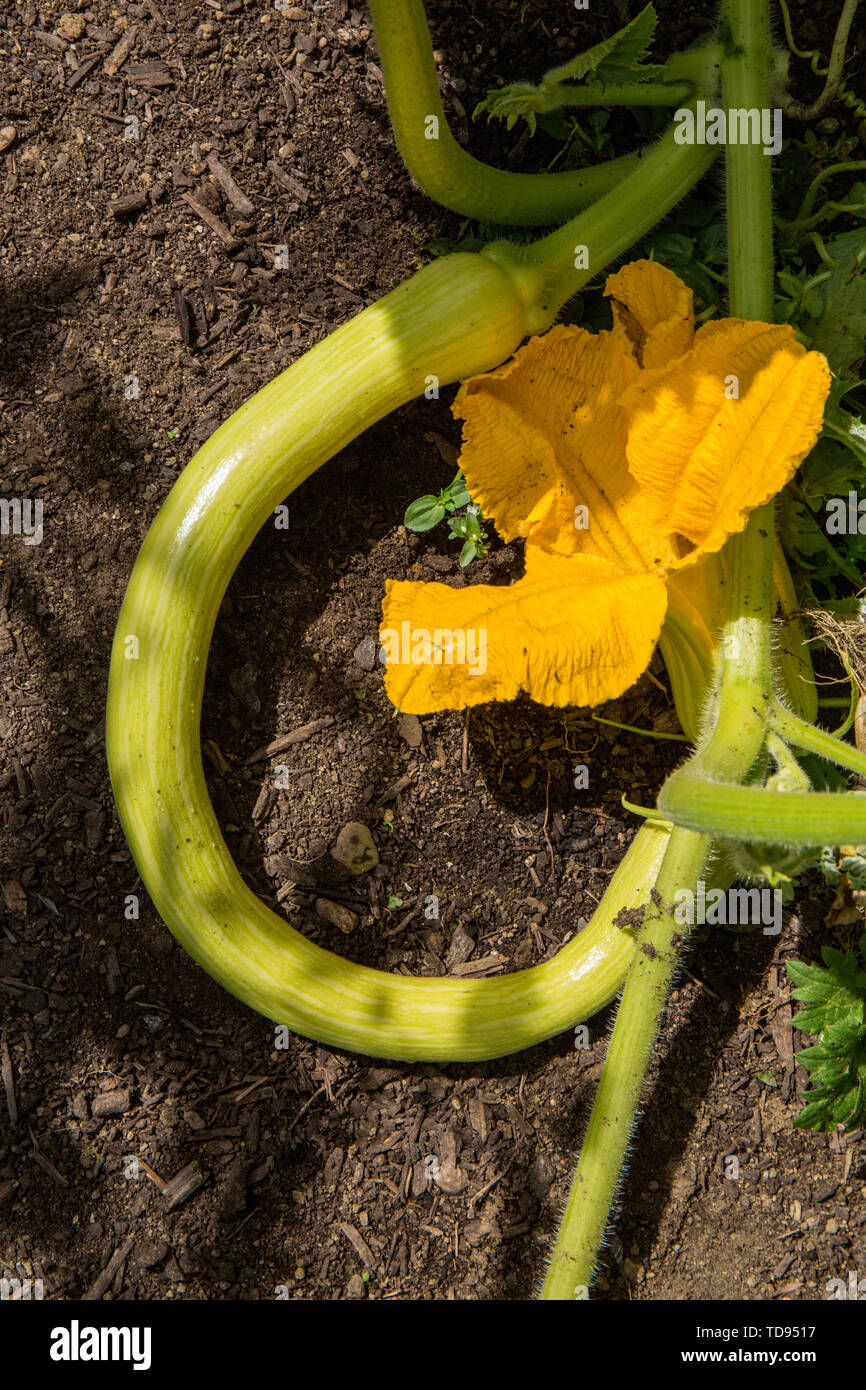 Zucchino rampicante hi-res stock photography and images - Alamy