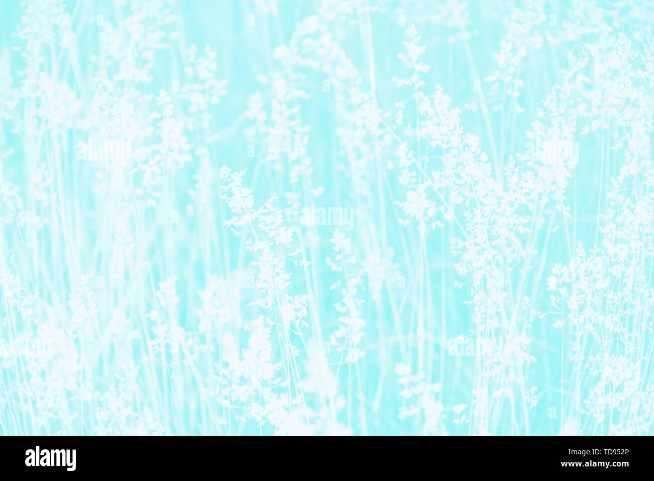 Turquoise blue aqua color grass background, texture floral pattern ...