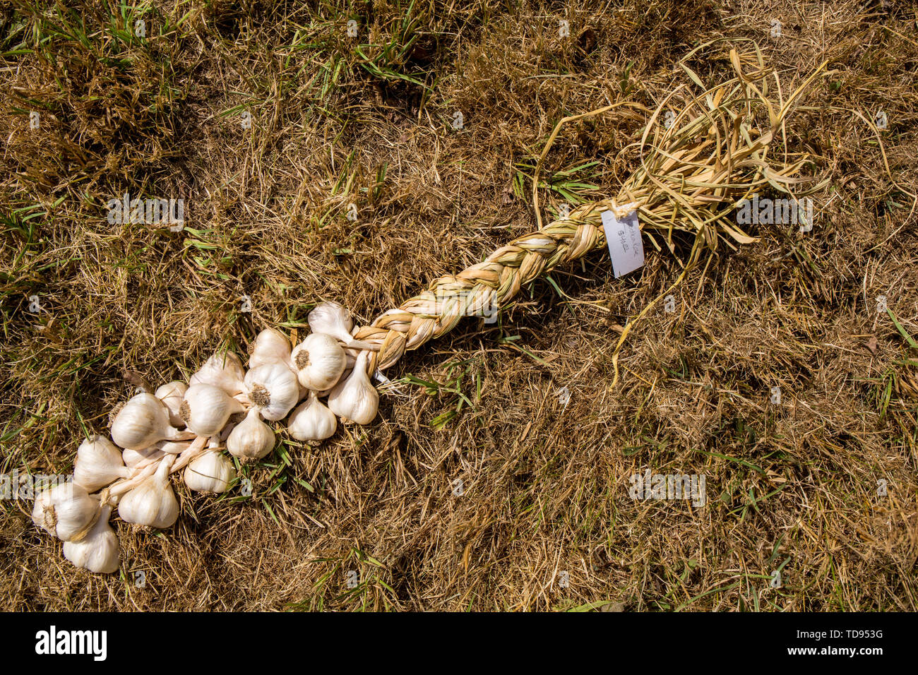 Valley garlic hi-res stock photography and images - Alamy