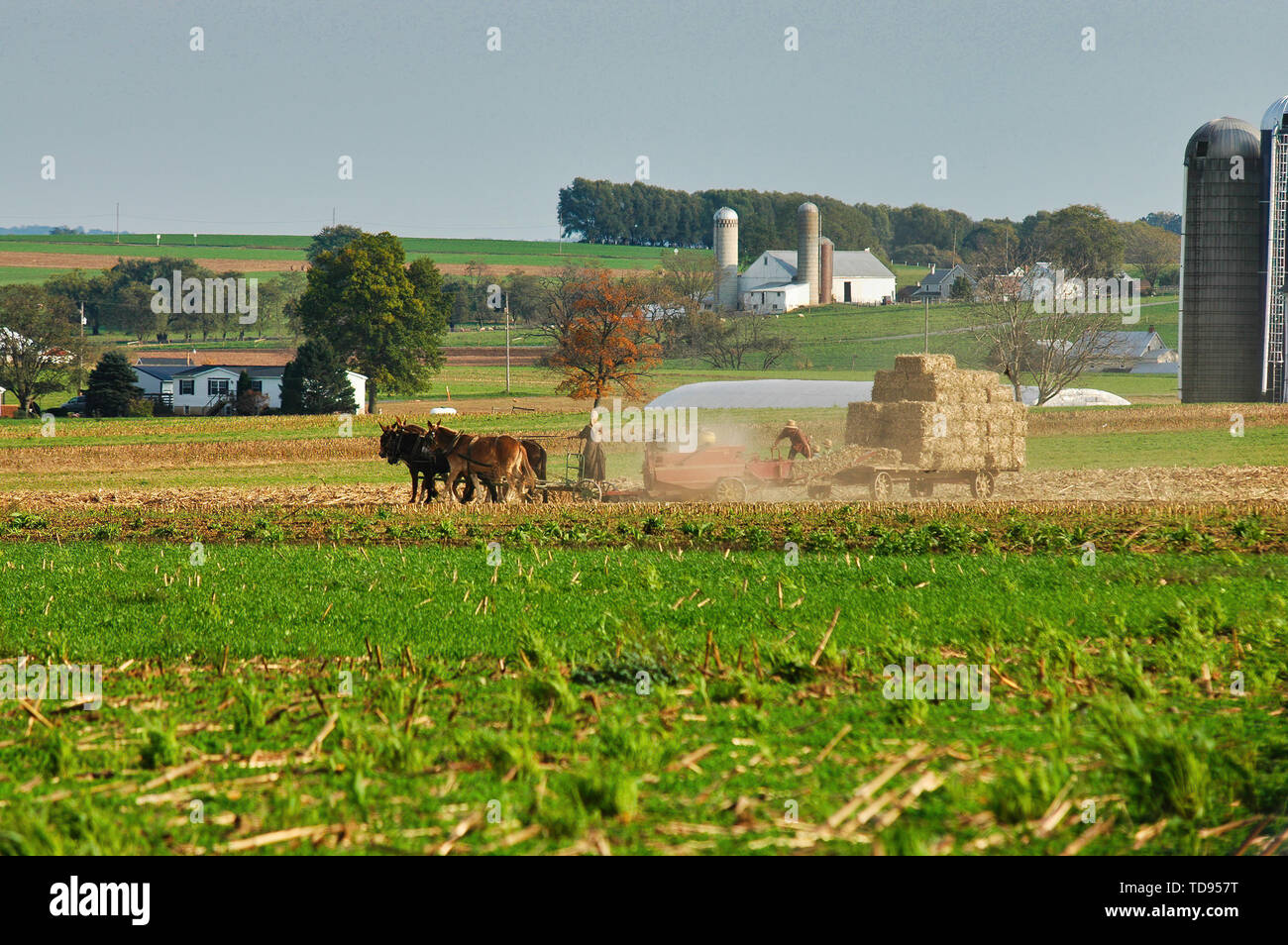 Amish Family Harvesting the Fields on an Autumn Day Stock Photo - Alamy
