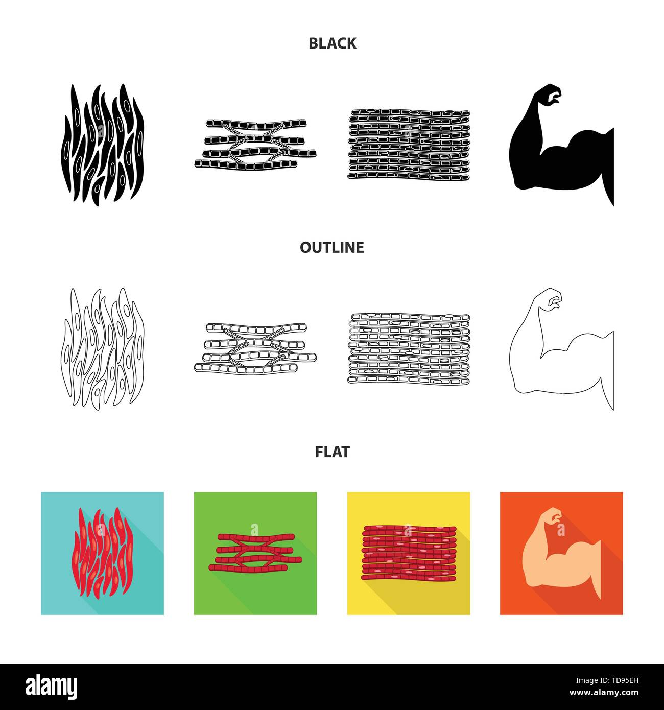 Vector design of fiber and muscular icon. Set of fiber and body vector ...