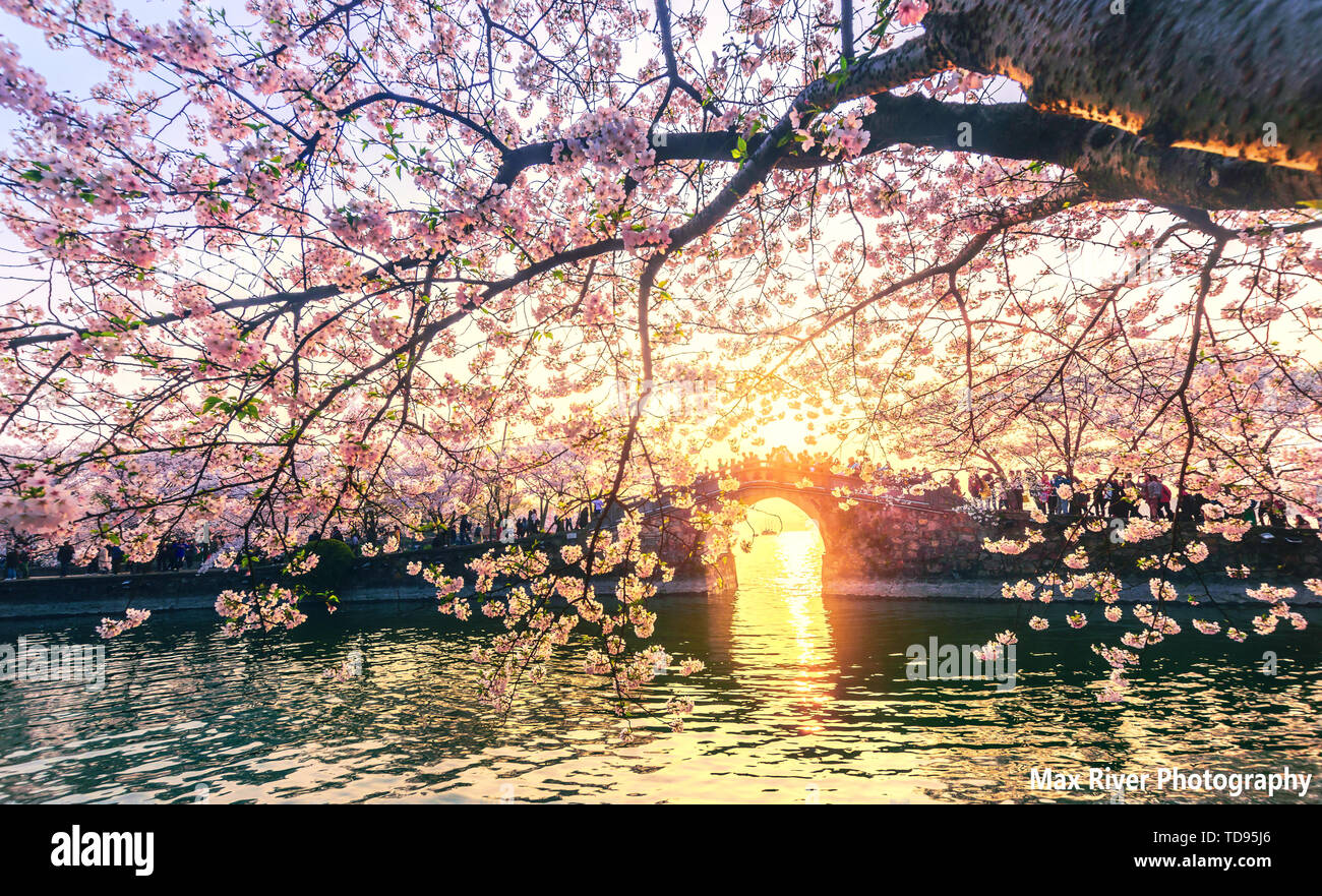 Cherry blossom sunset Stock Photo - Alamy