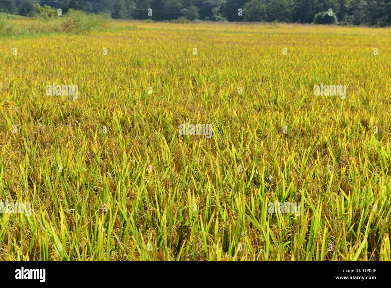 High definition rice hi-res stock photography and images - Alamy