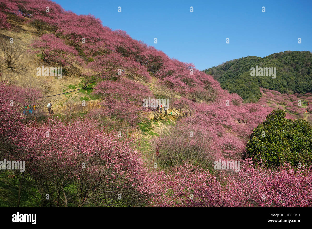 Meishan village hi-res stock photography and images - Alamy