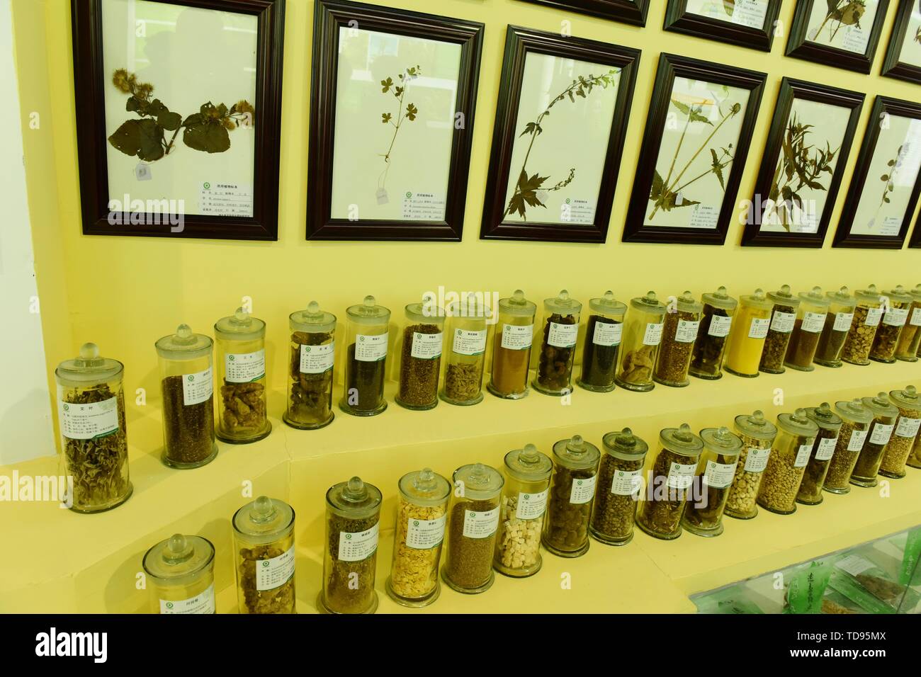 Chinese herbal plant specimens Stock Photo - Alamy