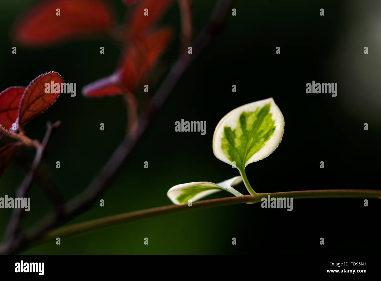 Microscopic shot hi-res stock photography and images - Alamy