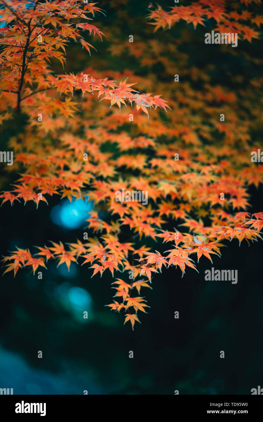 Beautiful maple trees hi-res stock photography and images - Alamy