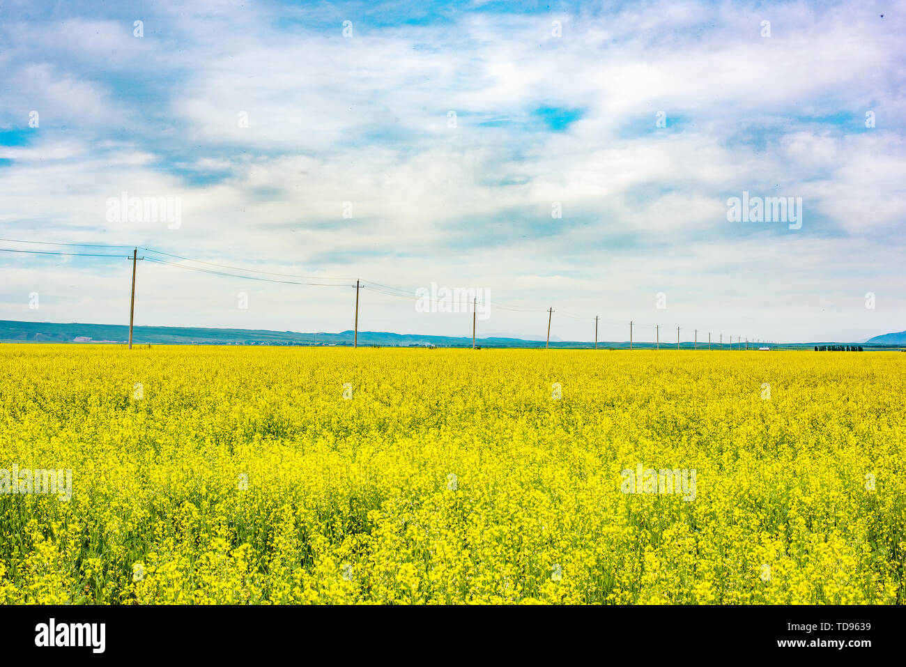 Rapeseed field in Xinjiang Stock Photo - Alamy