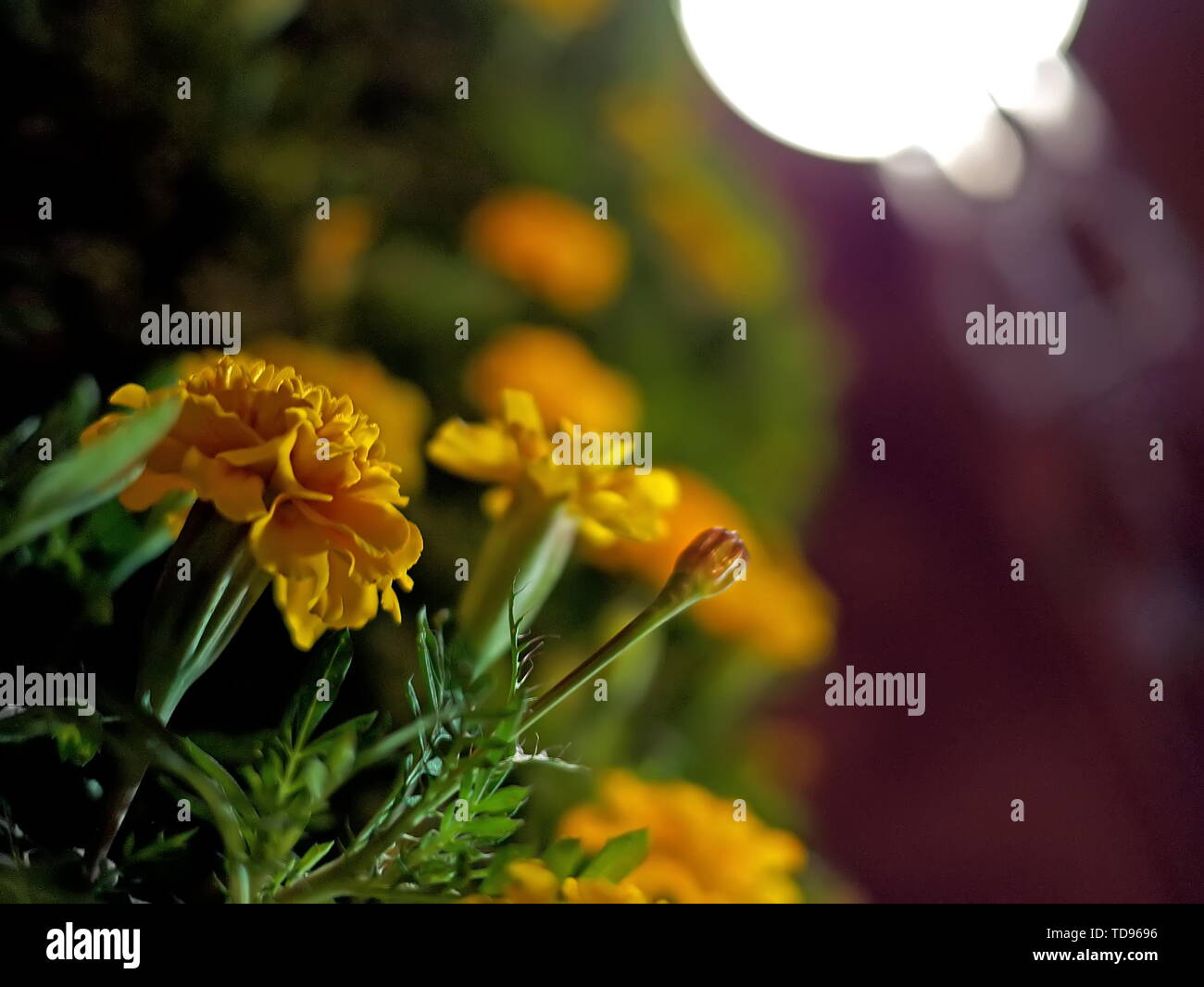 Small species of marigold Stock Photo - Alamy