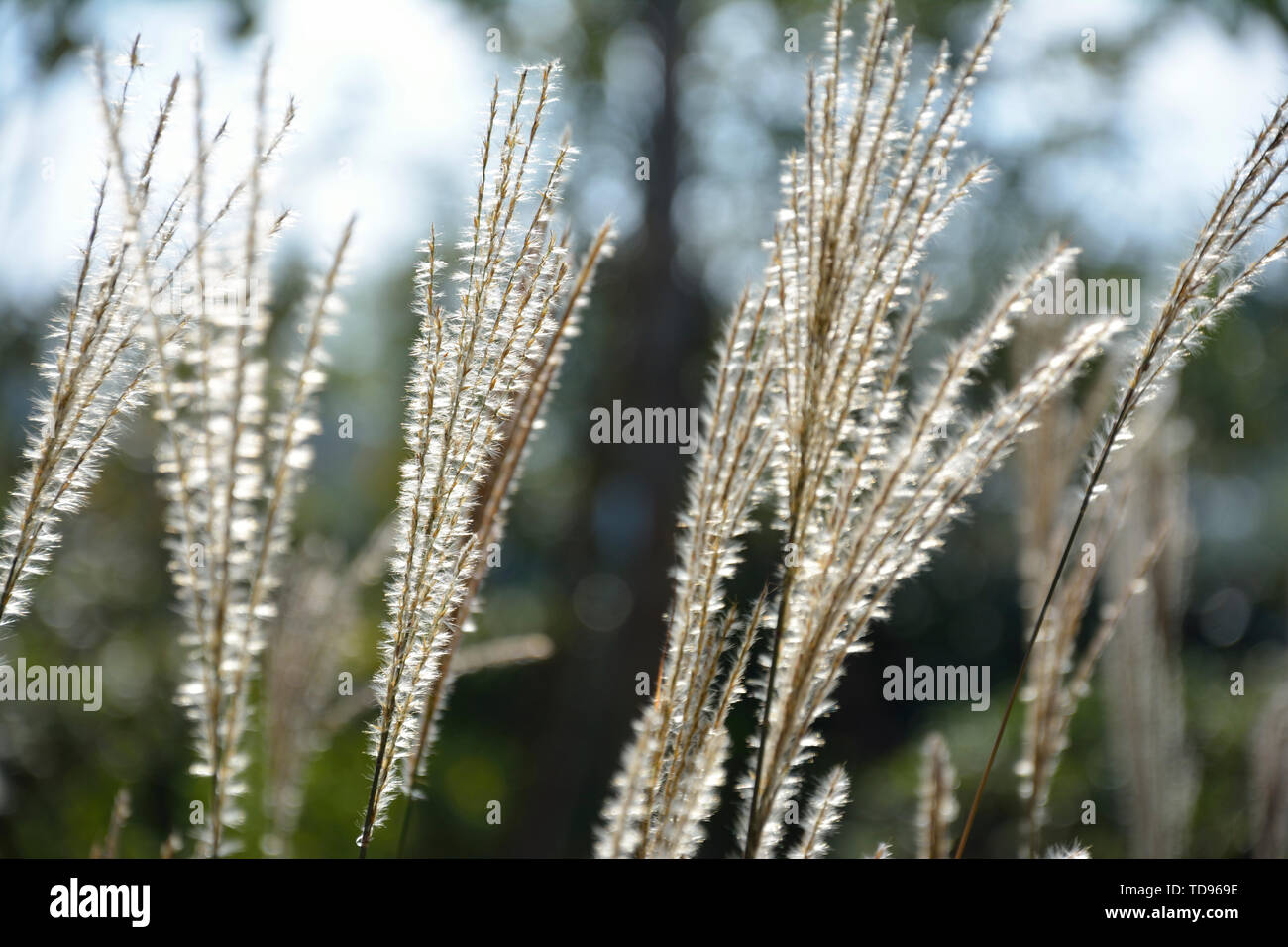 Dandelion, green plants, flowers, copper grass Stock Photo - Alamy