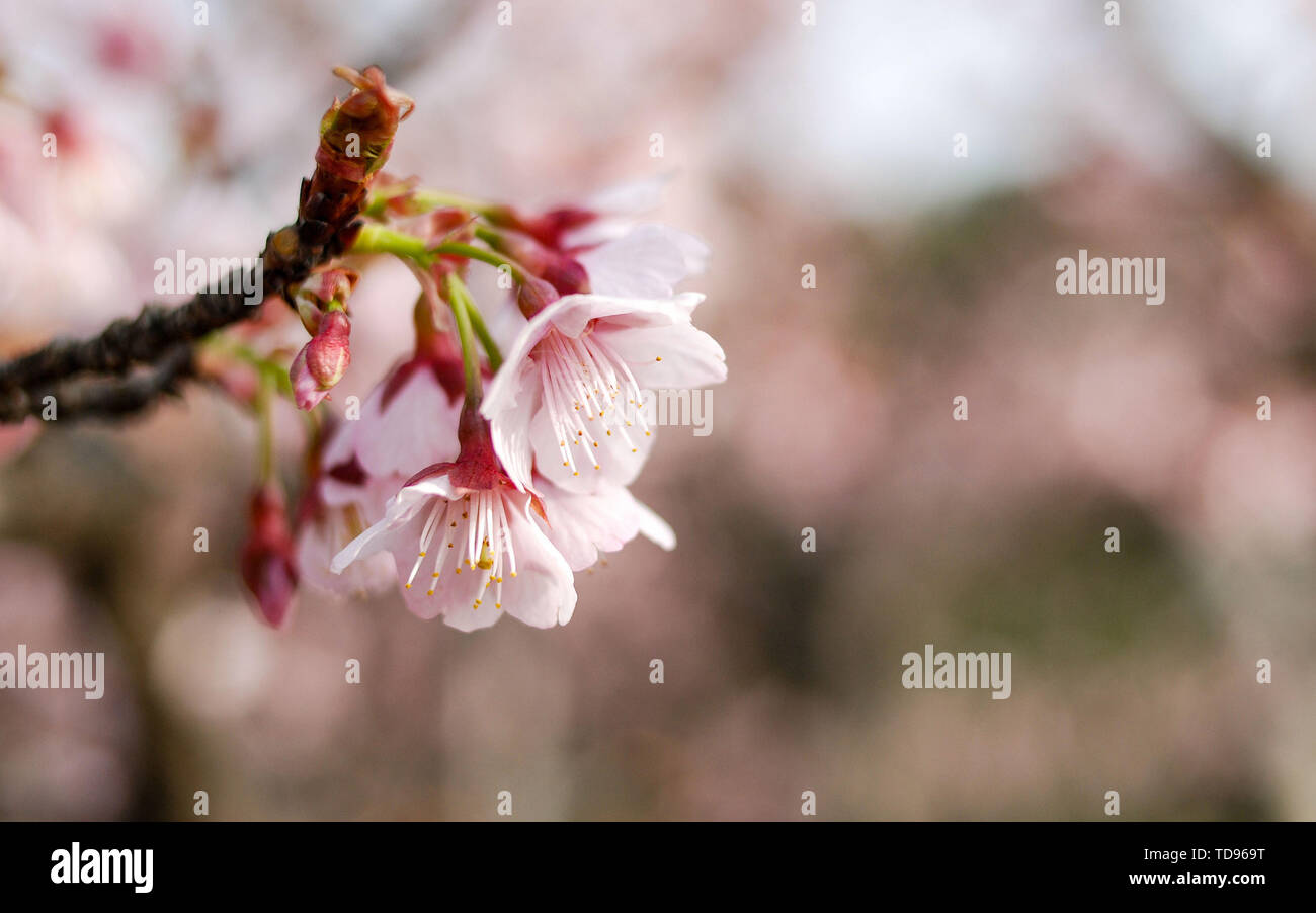 Fujian branch hi-res stock photography and images - Alamy