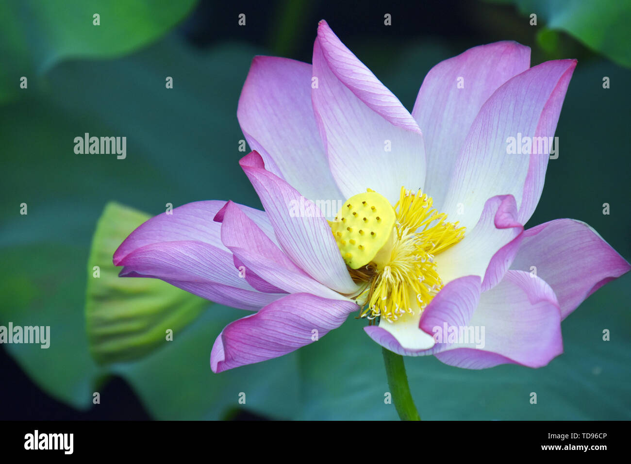 The appearance of summer lotus Stock Photo - Alamy