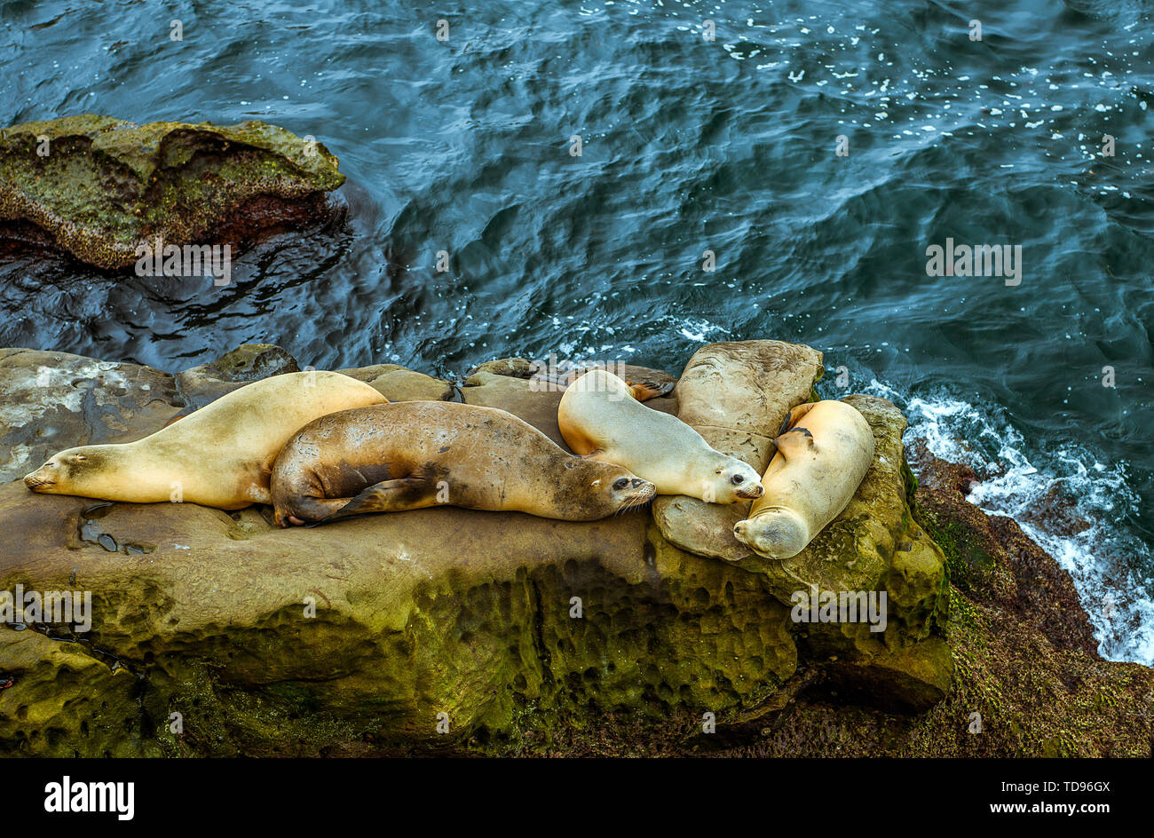 Angry seals hi-res stock photography and images - Alamy
