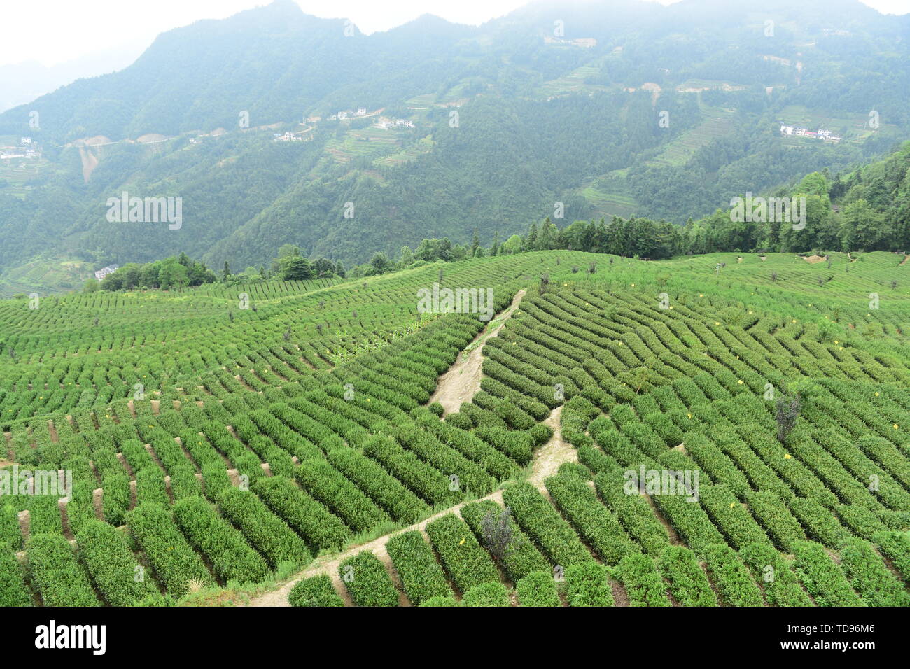 Tea garden scenery Stock Photo - Alamy