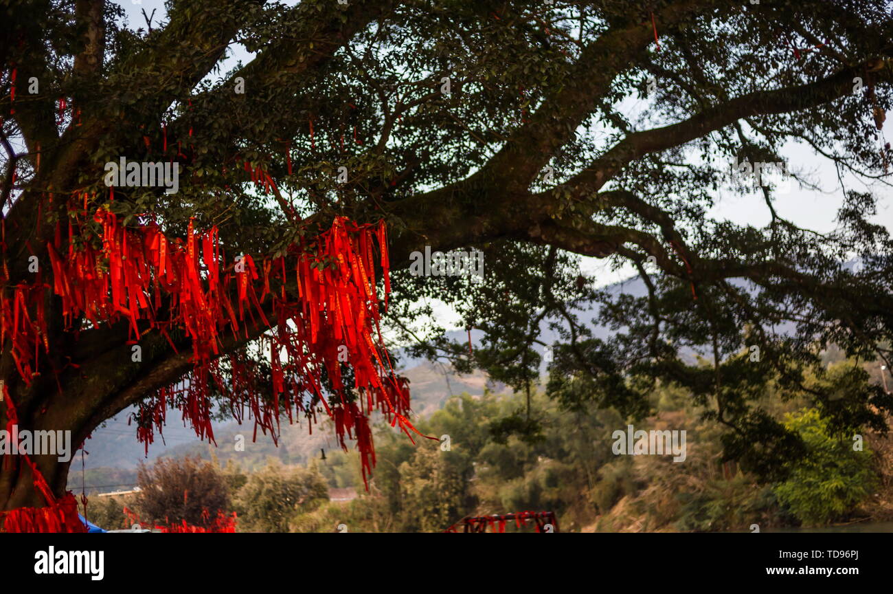Blessed tree hi-res stock photography and images - Alamy