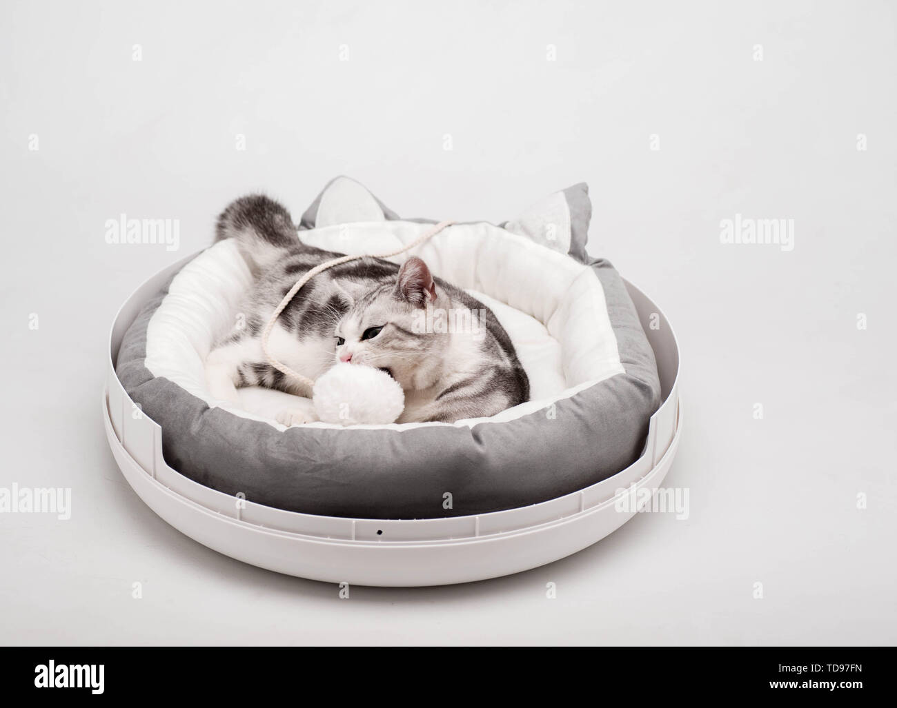 Cats dogs babies hi-res stock photography and images - Alamy