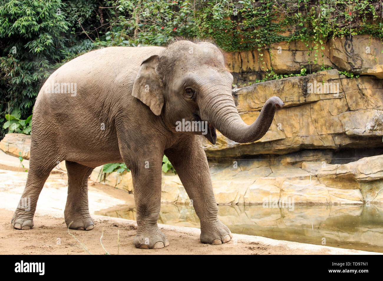 A giant elephant Stock Photo - Alamy