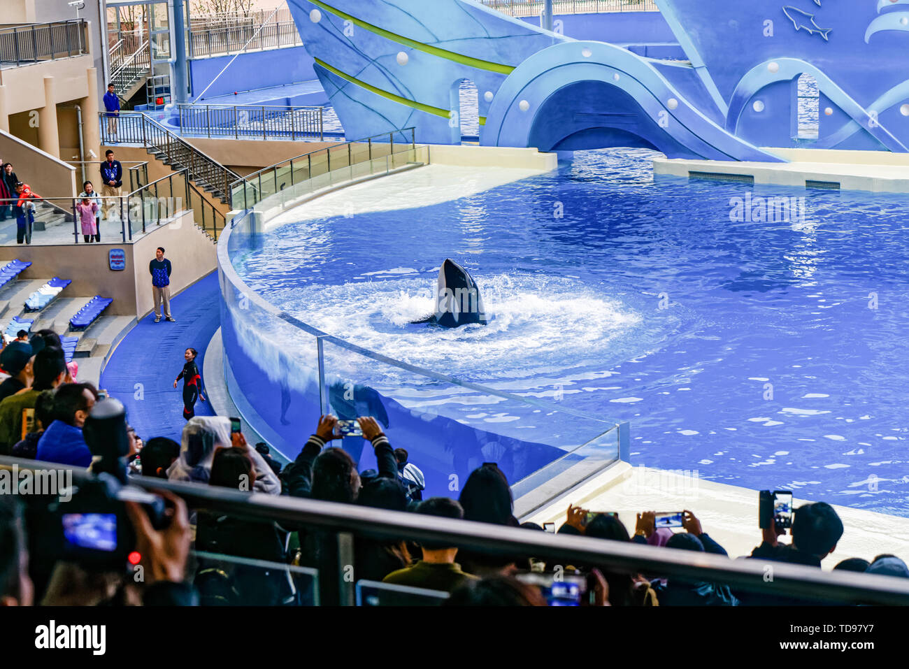 Haichang Ocean Park orca performance in Shanghai Stock Photo - Alamy