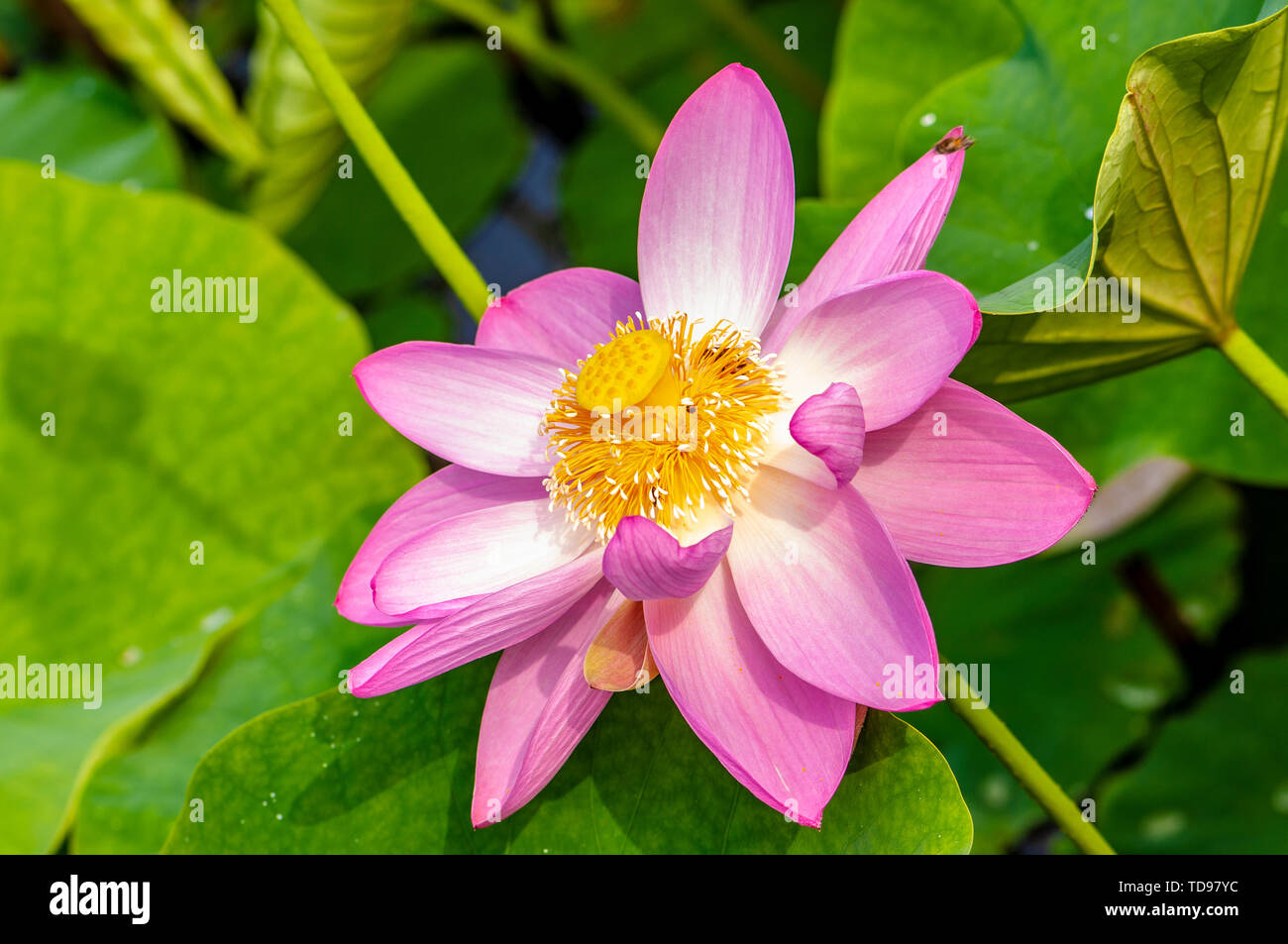 Lotus Lotus Lotus Stock Photo - Alamy