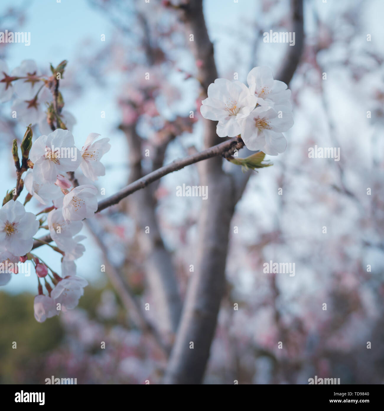 Plums and branches outdoors hi-res stock photography and images - Alamy