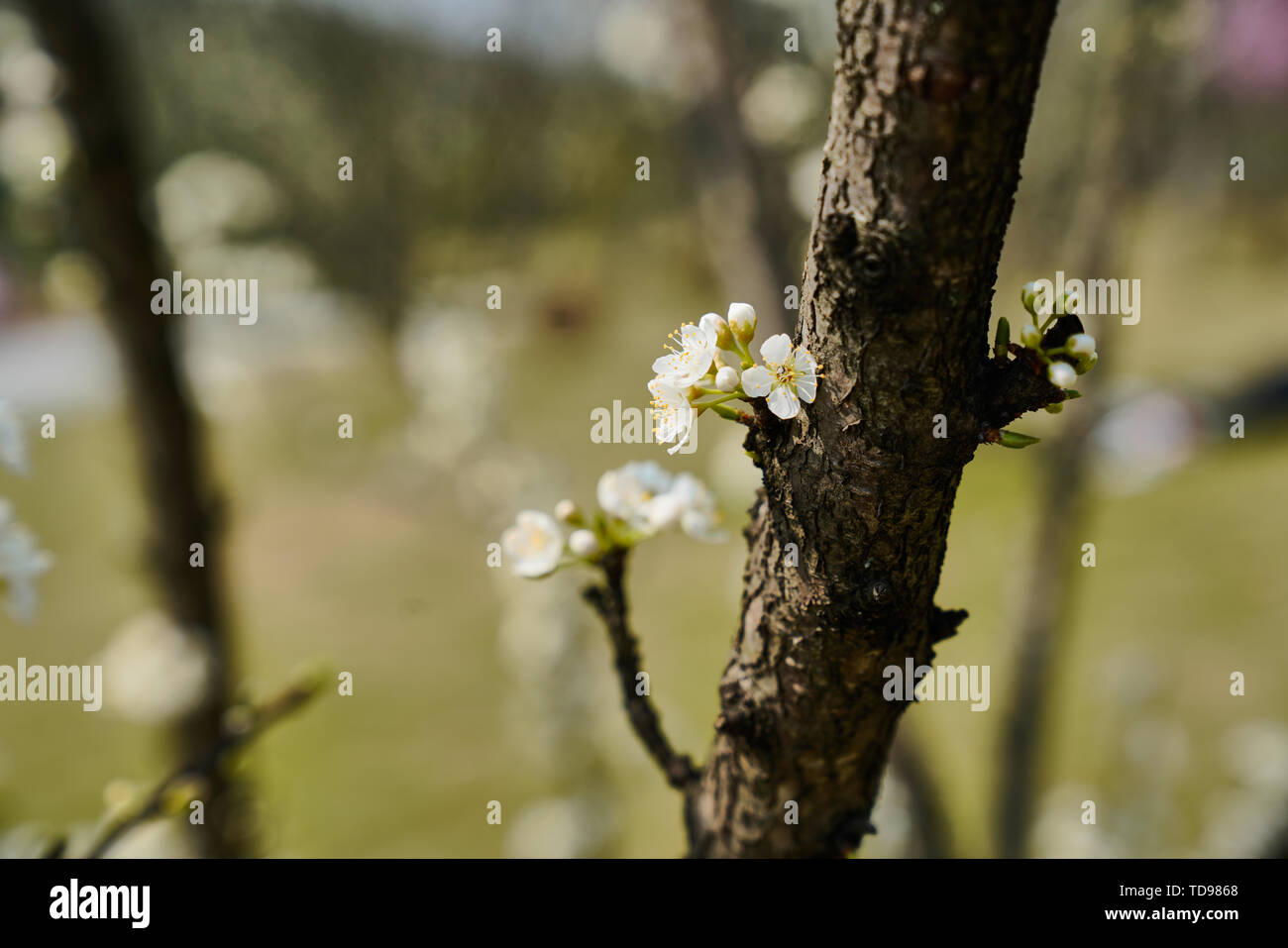 Li li hua hi-res stock photography and images - Alamy