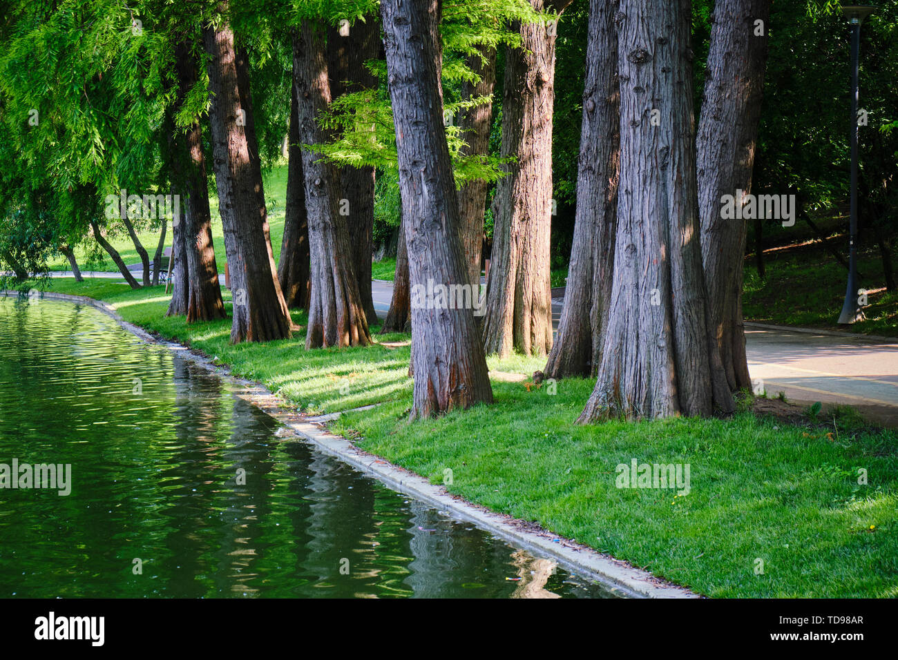 Taxodium distichum (bald cypress) trees near a lake in urban park ...