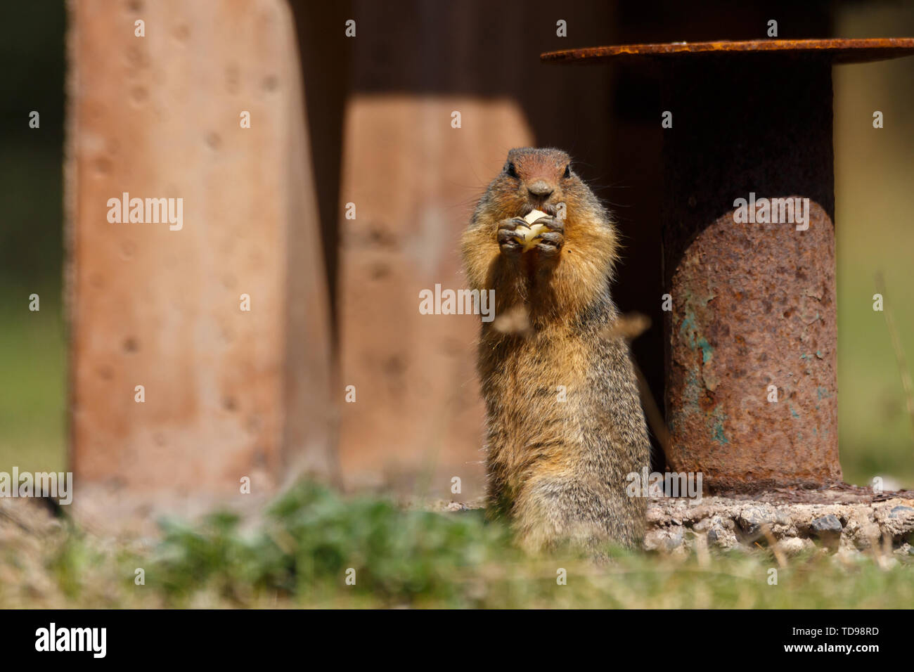Close up of squirrel head hi-res stock photography and images - Alamy