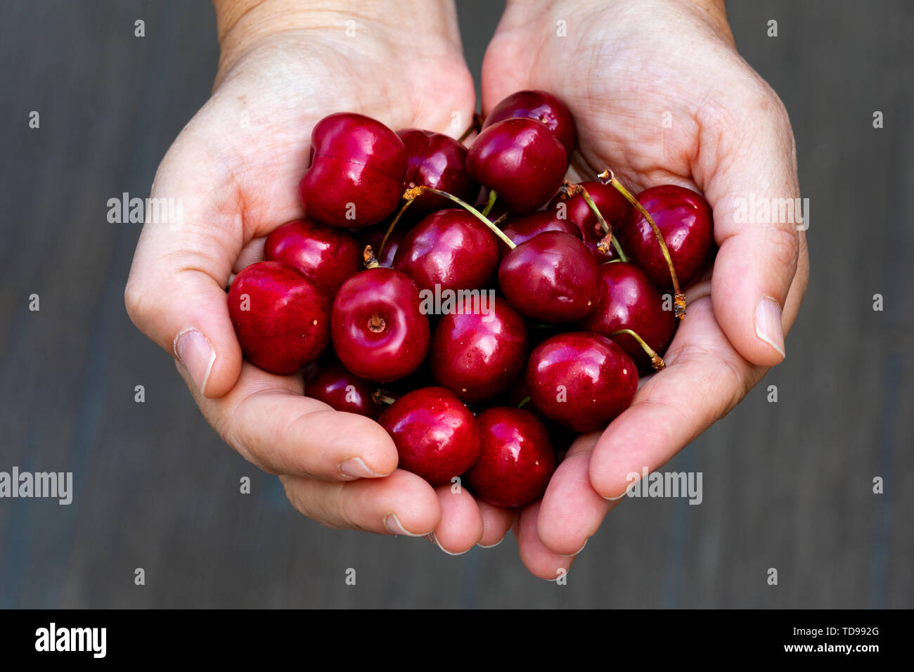 Two hands offering fresh cherries to taste Stock Photo - Alamy