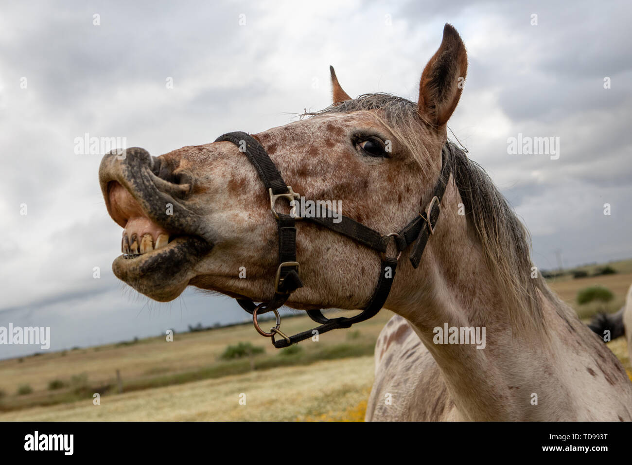 Close up portrait of a free horse neighing Stock Photo - Alamy