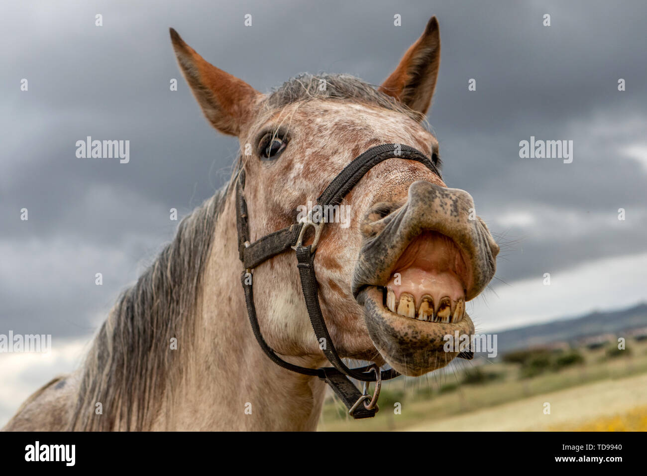 Close up portrait of a free horse neighing Stock Photo - Alamy