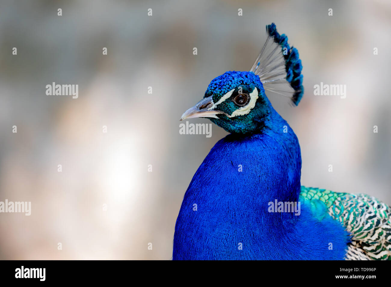 Amazing portrait of a peacock with a beautiful color Stock Photo - Alamy