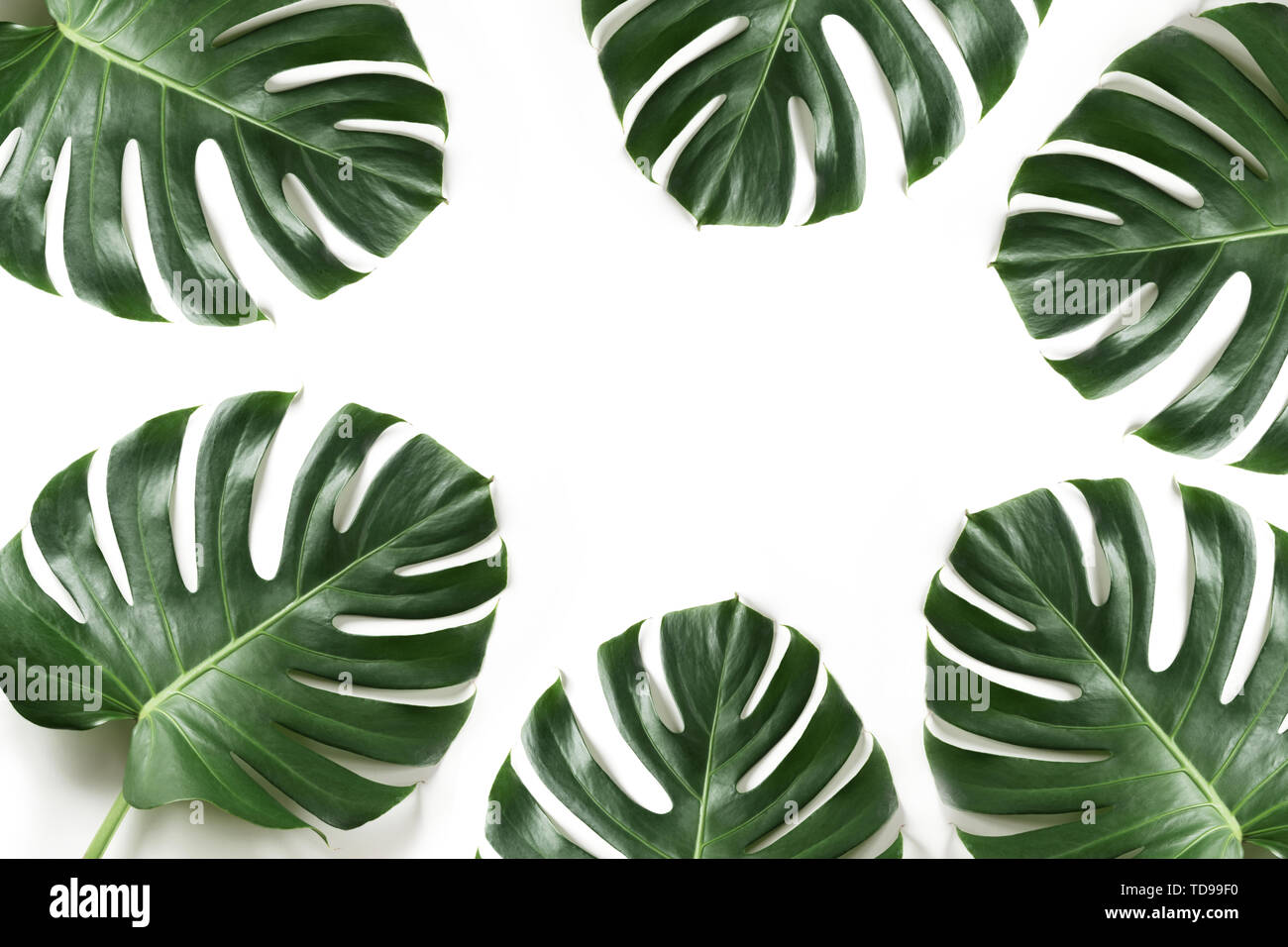 Monstera foliage as border on white. Isolated with copy space. Summer ...