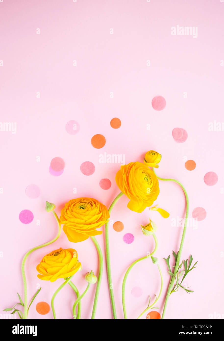 Beautiful fresh yellow color ranunculus on pastel pink background with ...