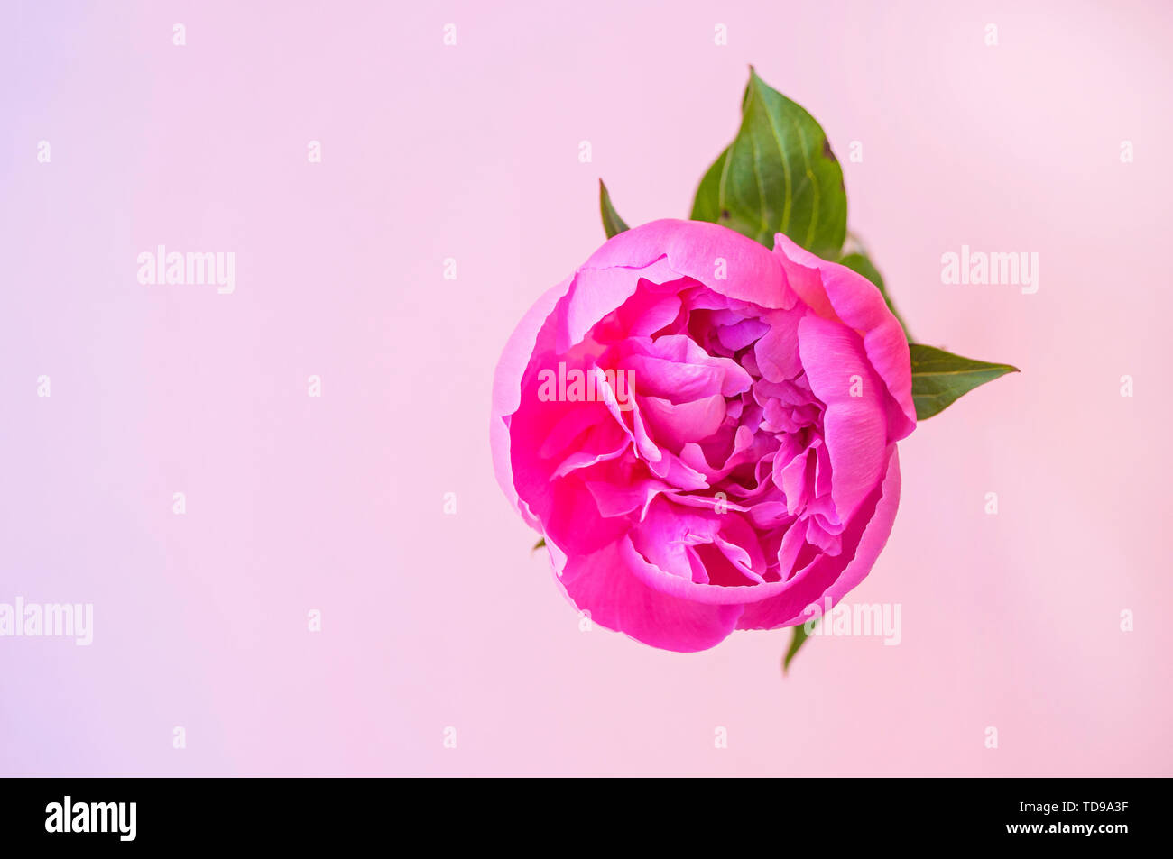 Flat lay of beautiful pink peony flower pink background with copyspace ...