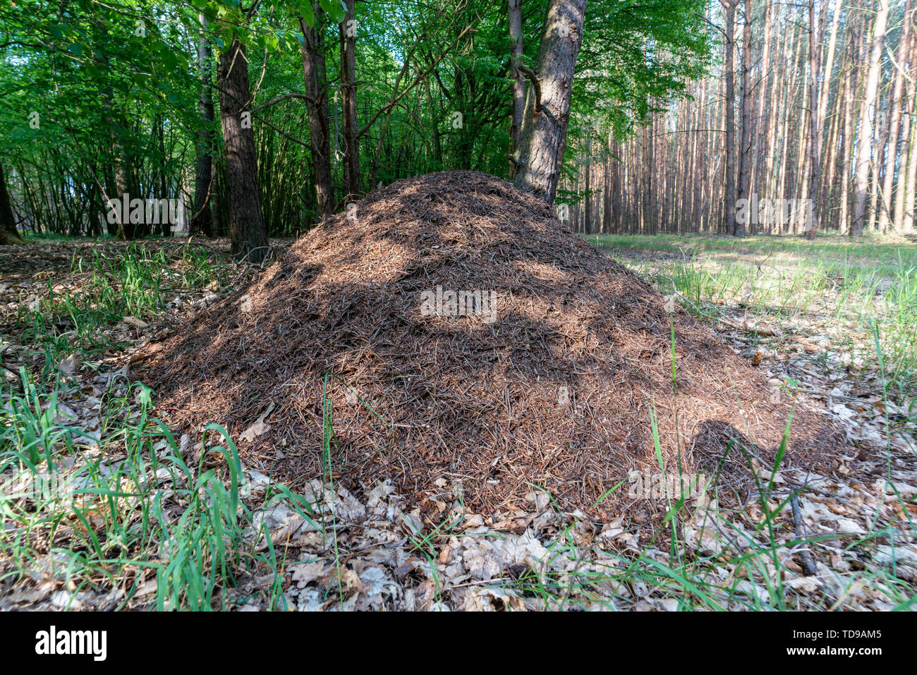 Anthills hi-res stock photography and images - Alamy