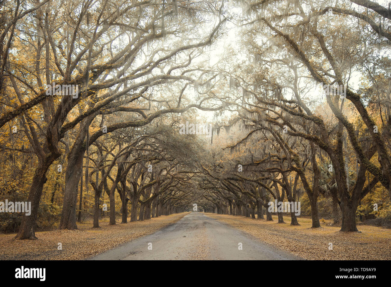 The oak-lined driveway in Savannah, Georgia Stock Photo - Alamy