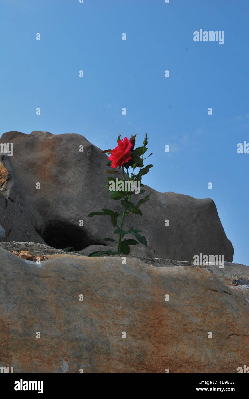 Steel roses hi-res stock photography and images - Alamy