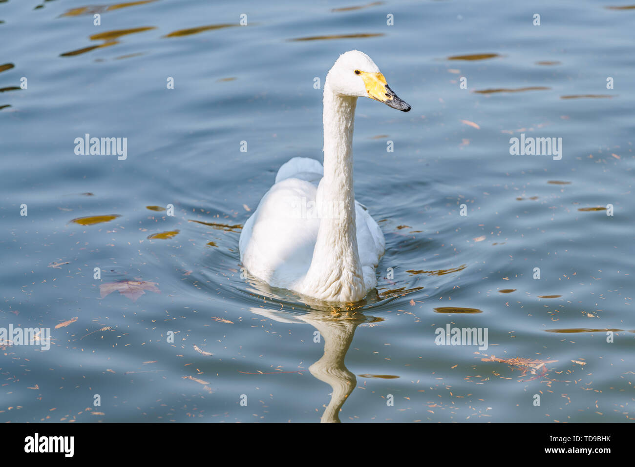 Poultry beaks and wild swans hi-res stock photography and images - Alamy