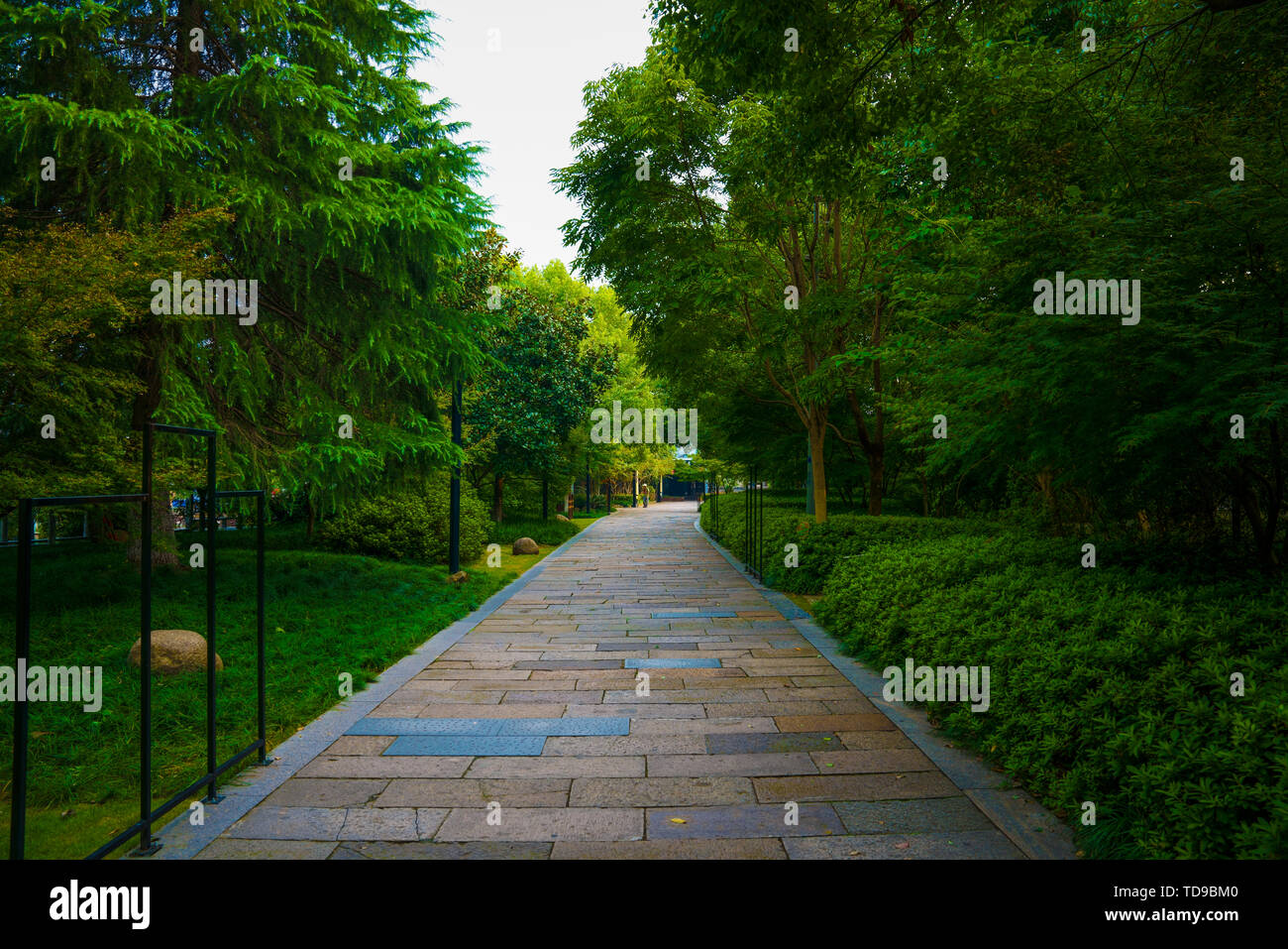 Road guide to trees no one landscape landscape tree leaves hi-res stock ...