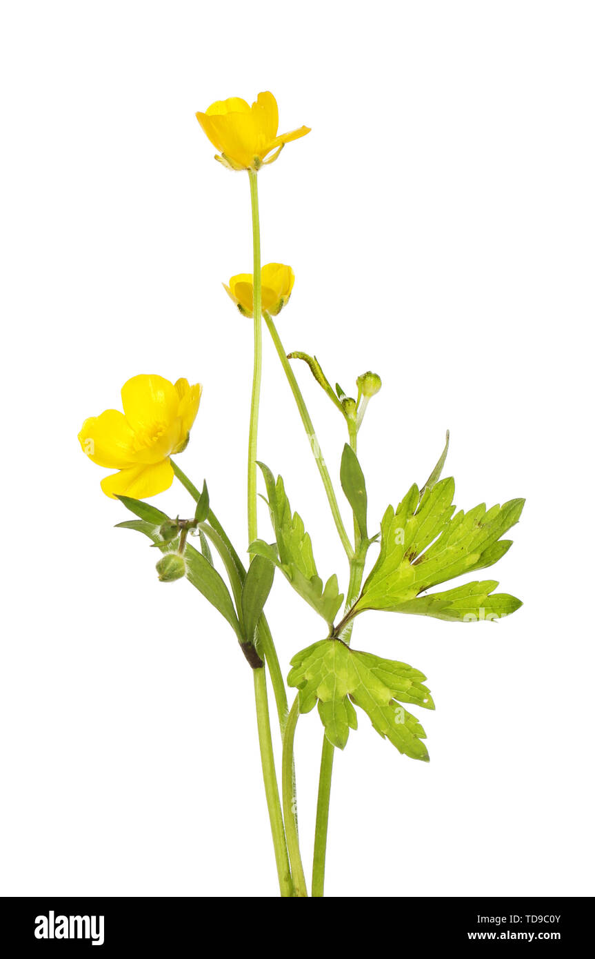 Creeping buttercup, Ranunculus repens, flower and foliage isolated ...