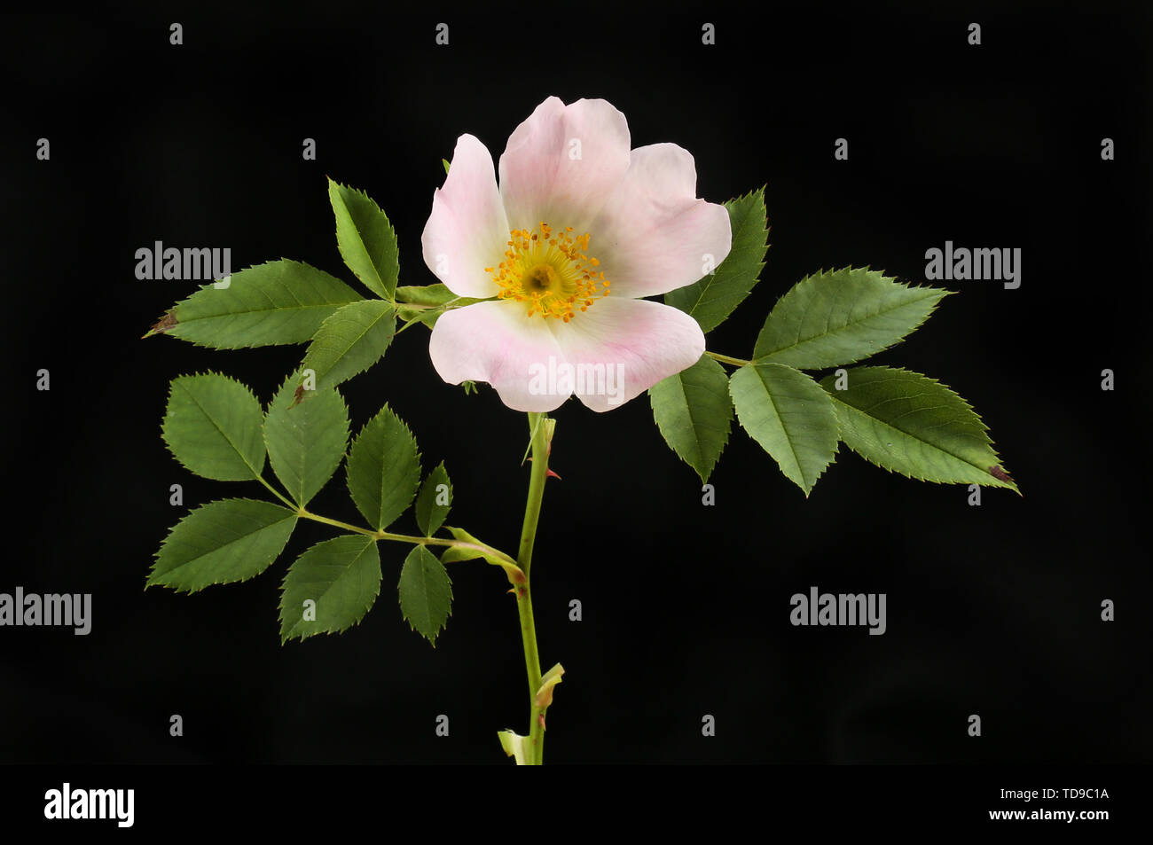 Dog rose, Rosa canina, flower and foliage isolated against black Stock ...