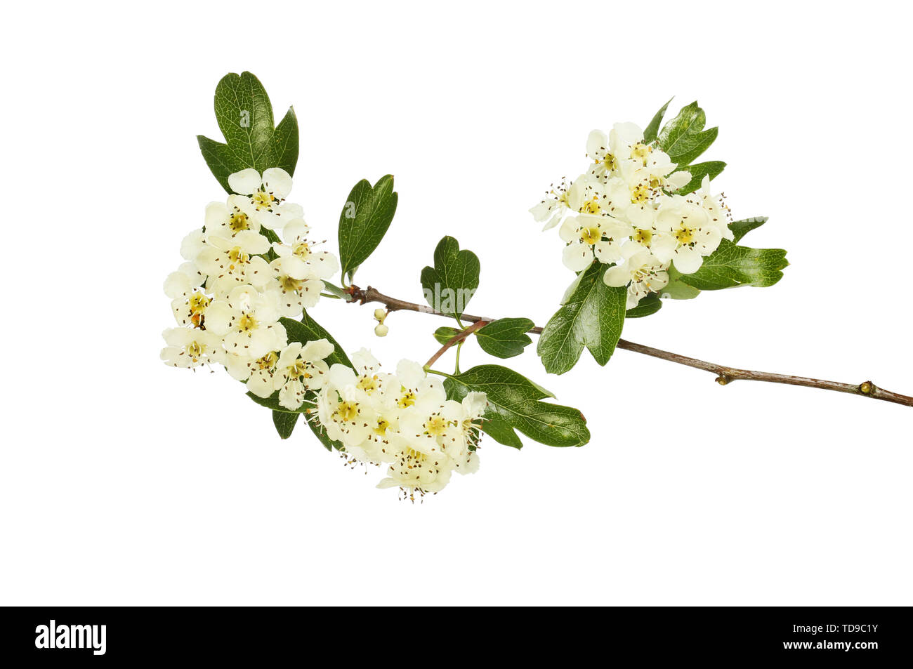 Hawthorn tree blossom Cut Out Stock Images & Pictures - Alamy